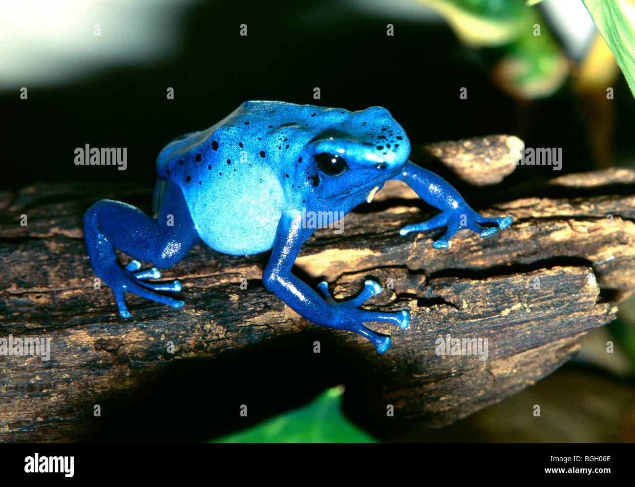 Blue Poison arrow frog shot in zoo in Central Park Stock Photo - Alamy