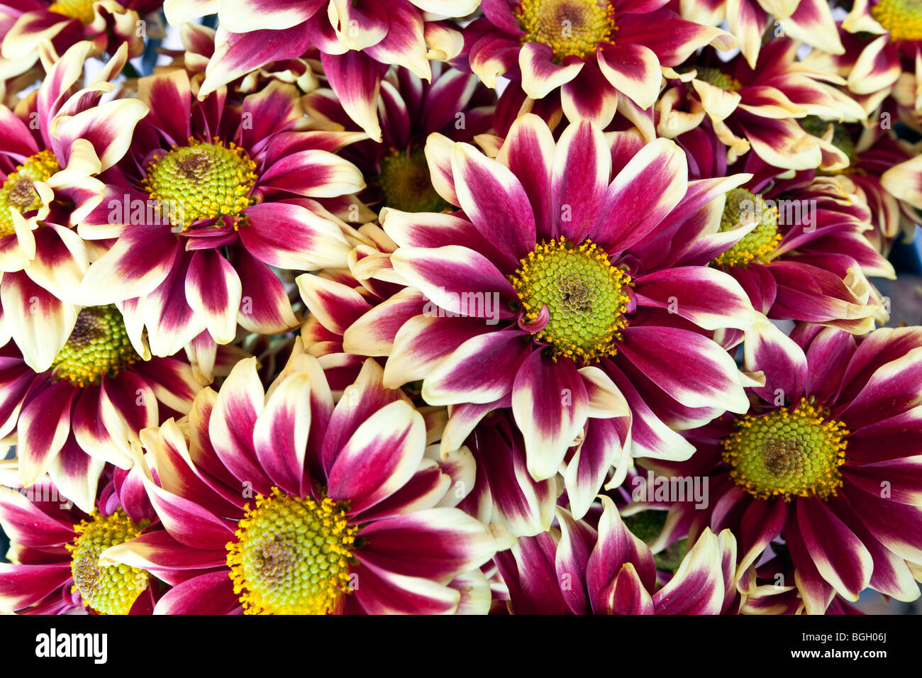 Pink Shasta Daisy