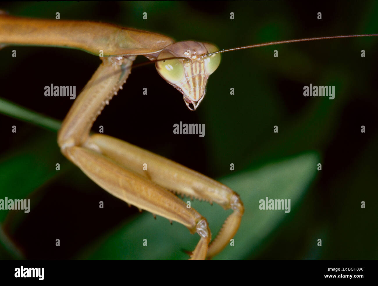 Common praying Mantis in garden in Central Park, New York City Stock ...