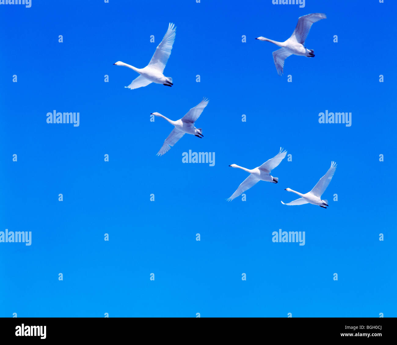 Swans flying against a clear blue sky Stock Photo - Alamy