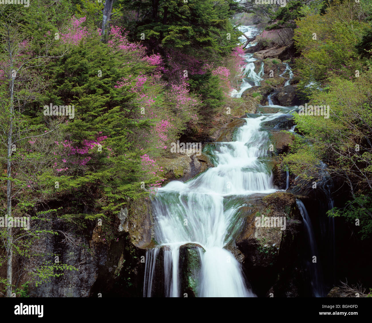 Waterfall in forest, Nikko, Tochigi Prefecture, Japan Stock Photo - Alamy