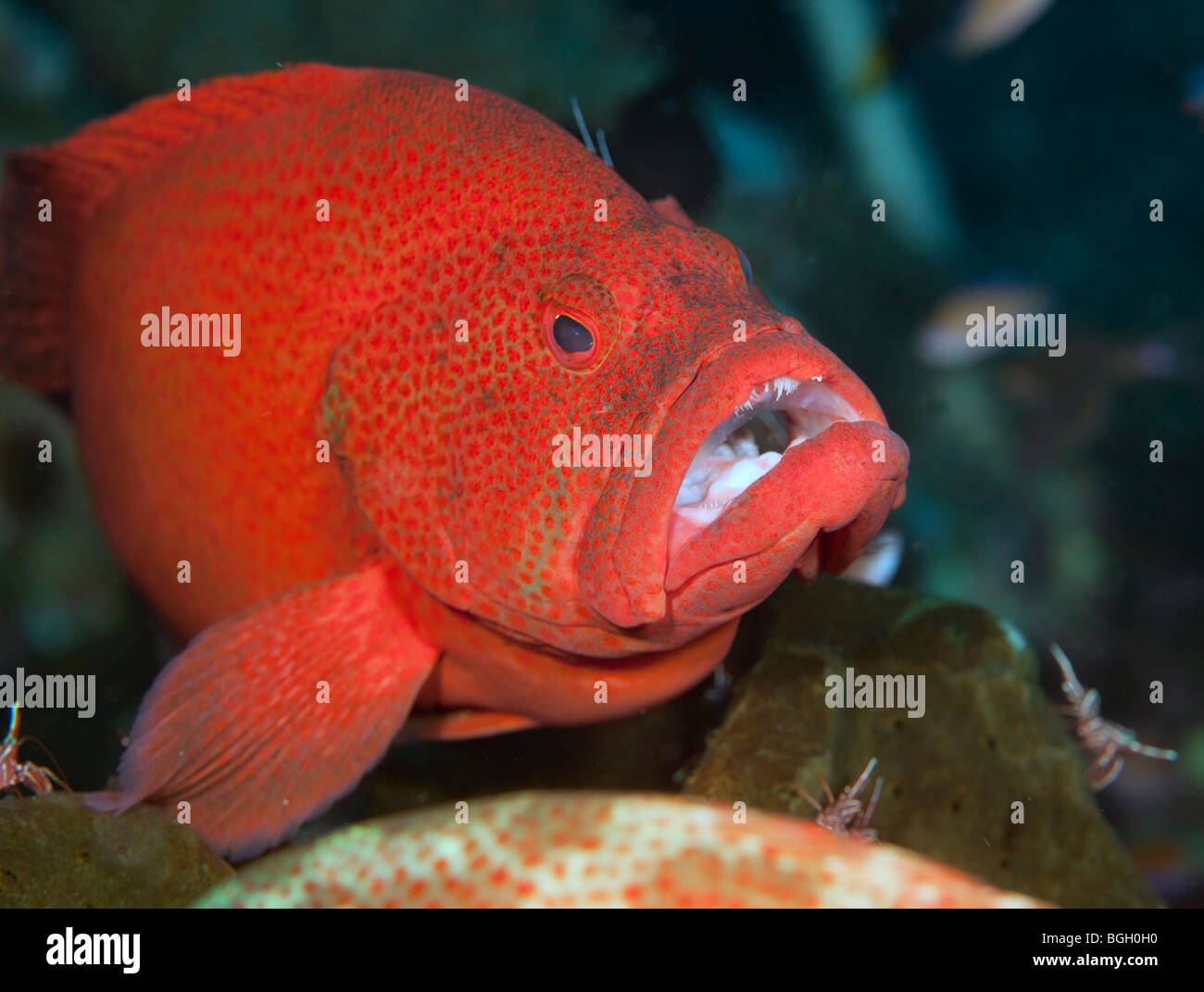 Tomato grouper hi-res stock photography and images - Alamy