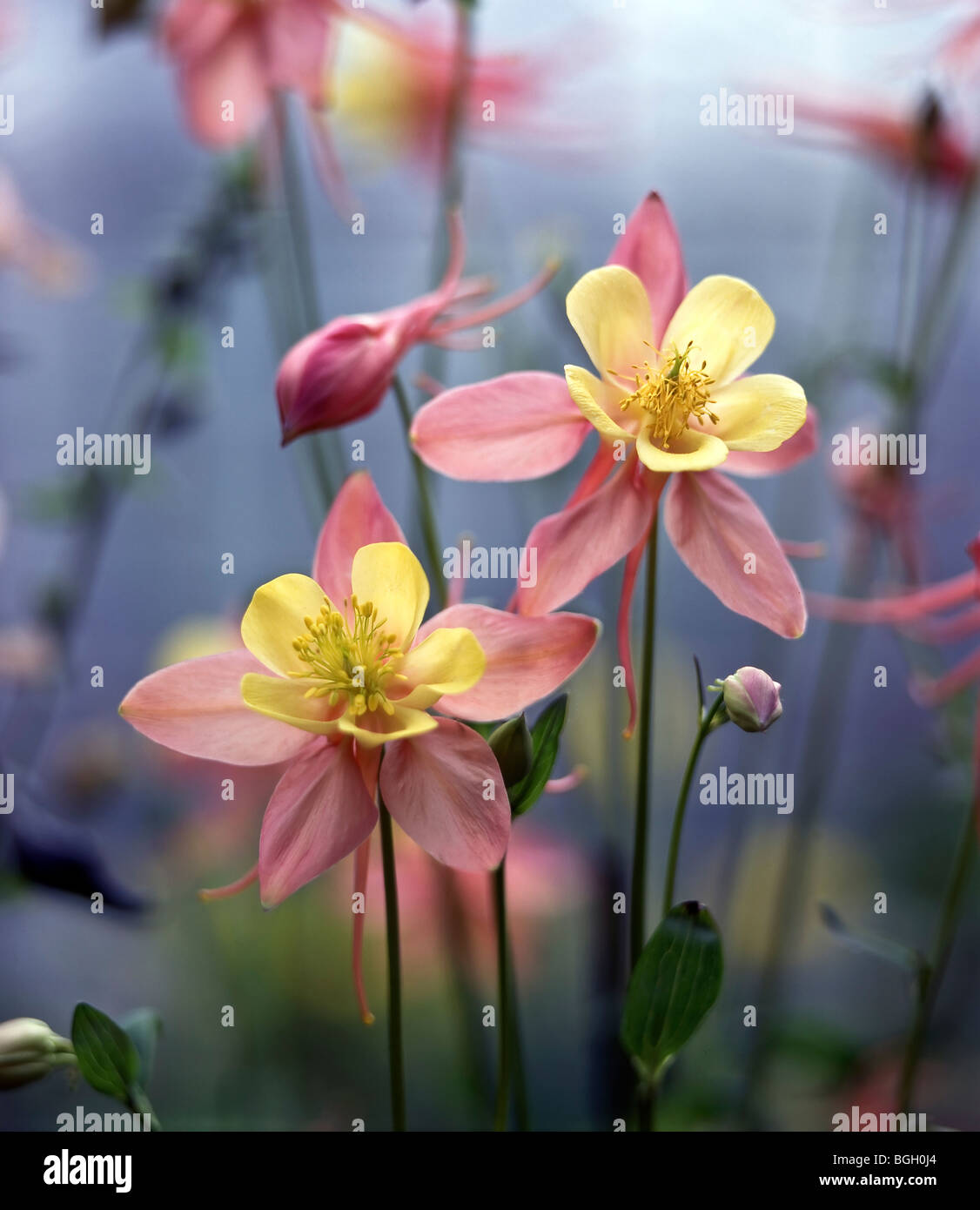 Columbine in flower garden Stock Photo - Alamy