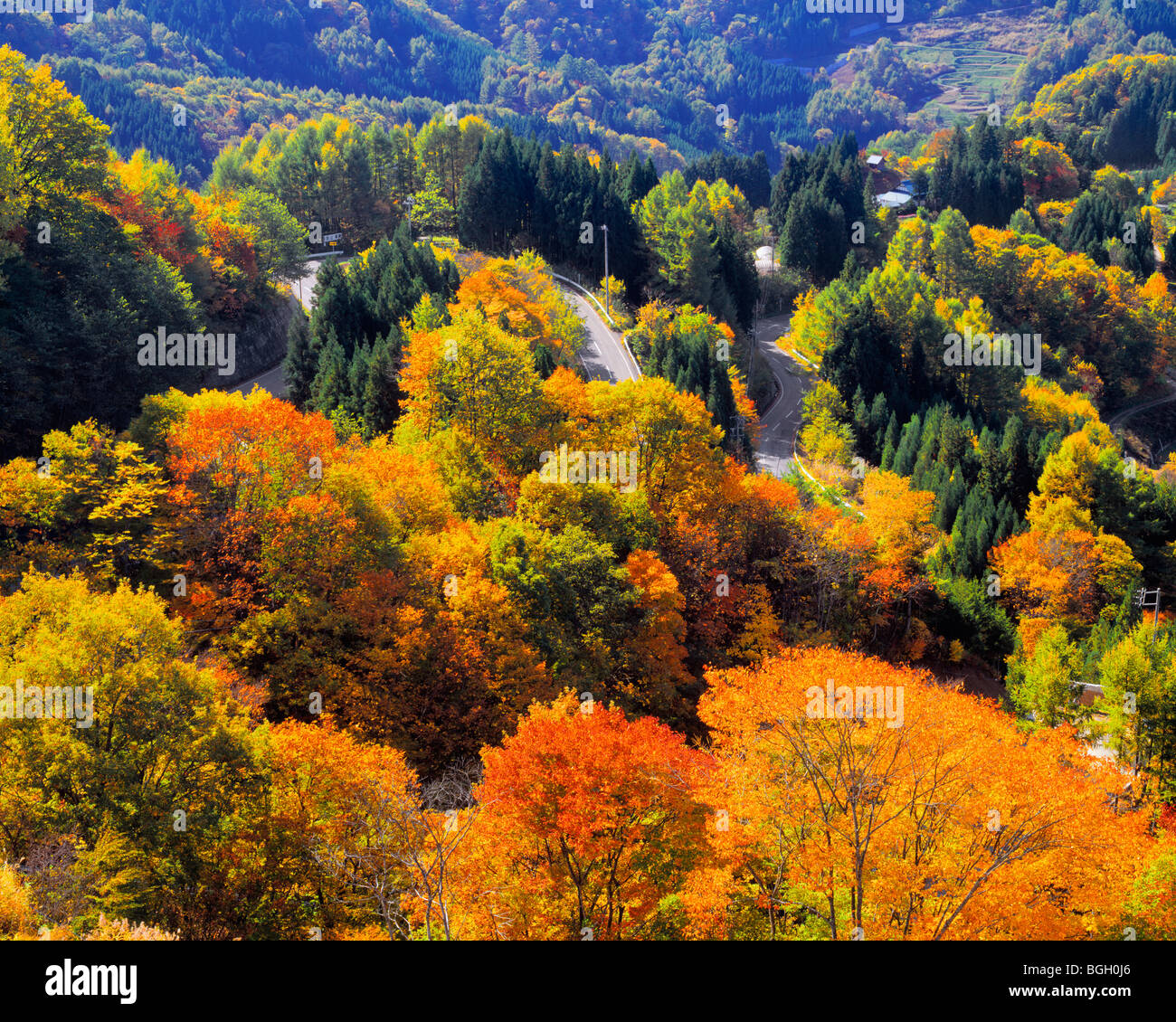 Forest in Autumn, Nagano Prefecture, Japan Stock Photo - Alamy