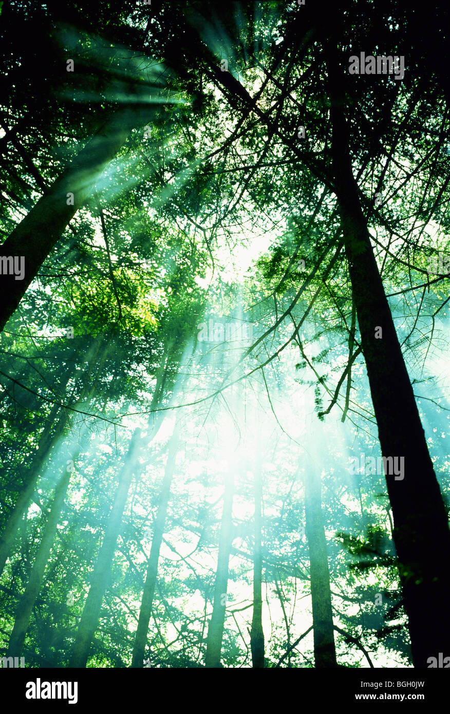 See through branches hi-res stock photography and images - Alamy