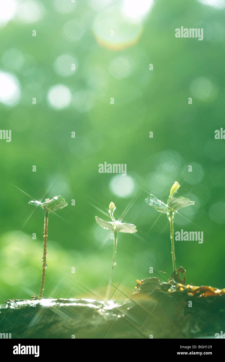 Sapling computer hi-res stock photography and images - Alamy