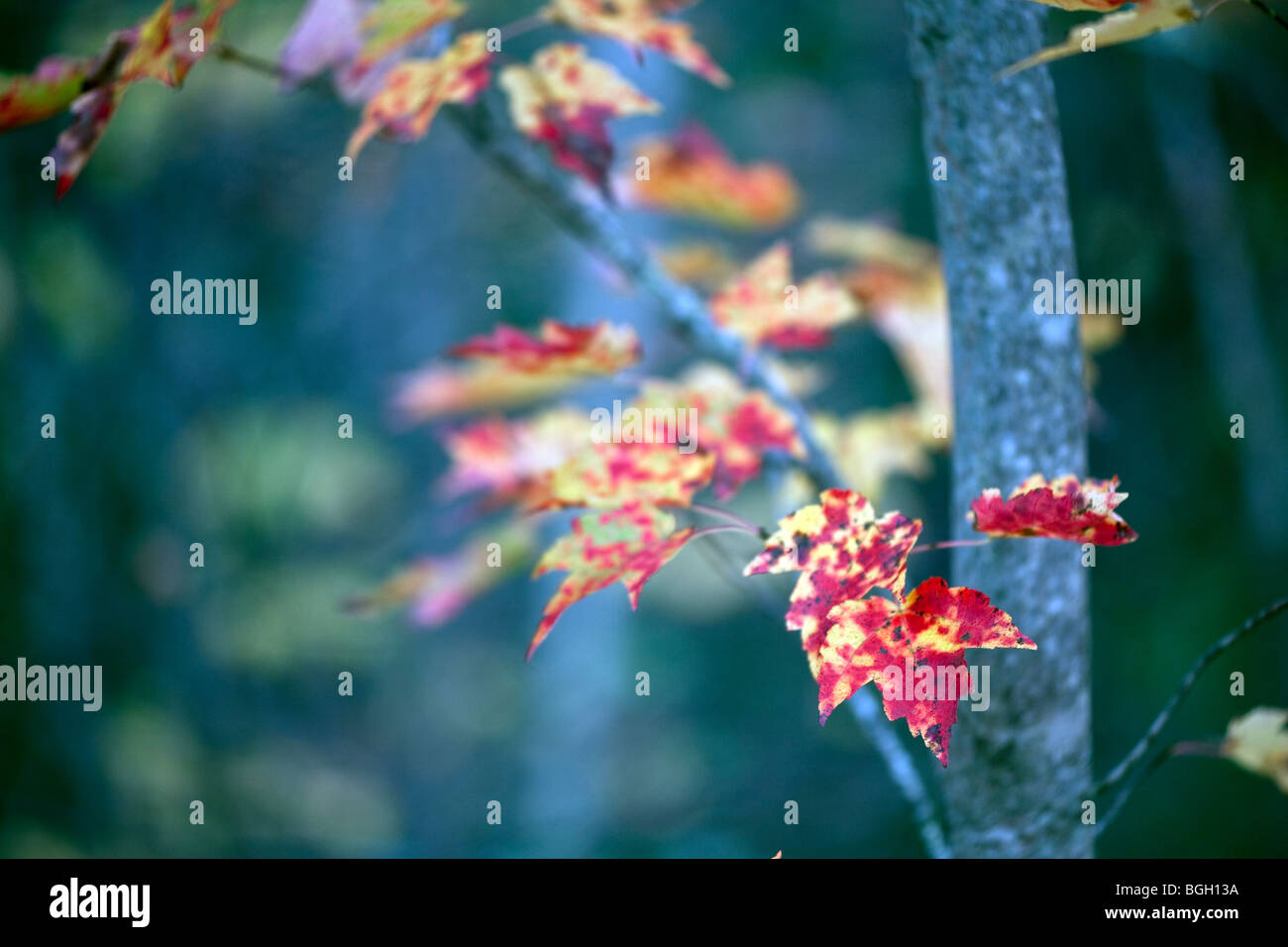 Maple leaves red leaves maine hi-res stock photography and images - Alamy