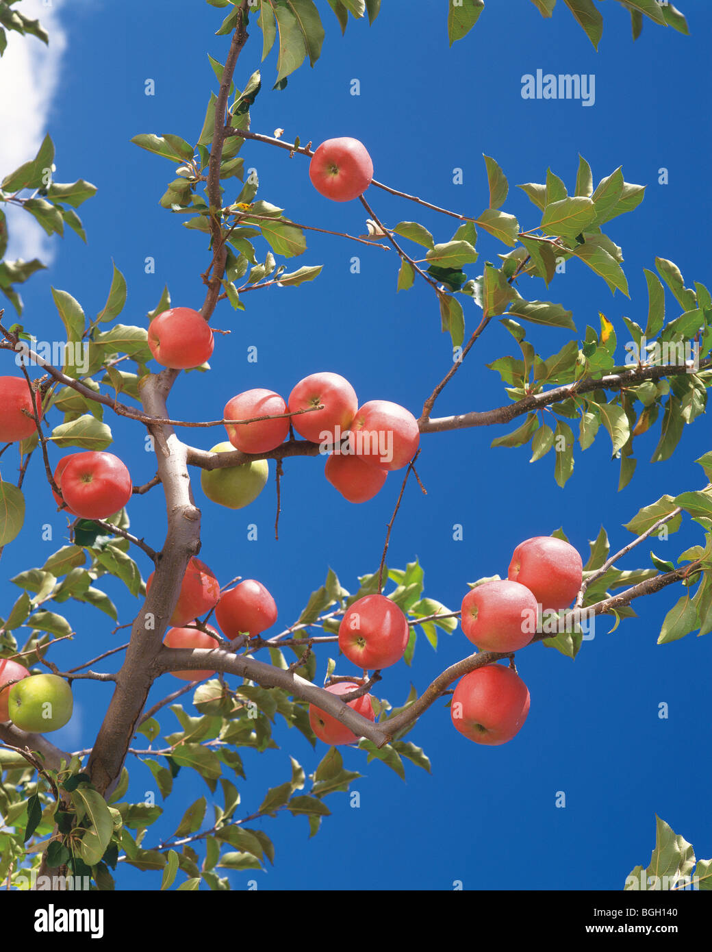 Apple tree, Hirosaki, Aomori Prefecture, Japan Stock Photo - Alamy
