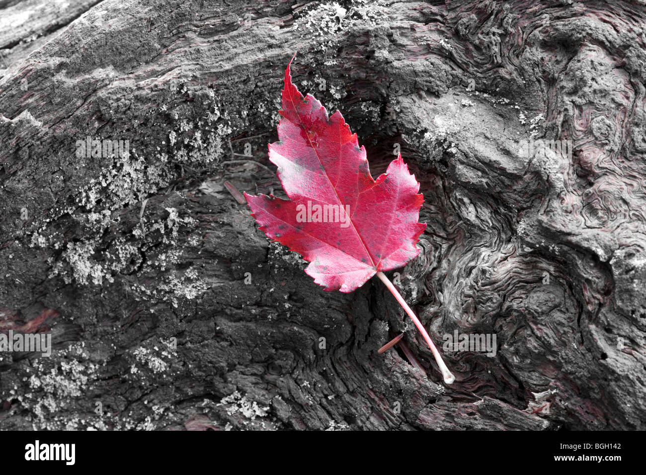 Single red maple leaf on log in forest Stock Photo - Alamy