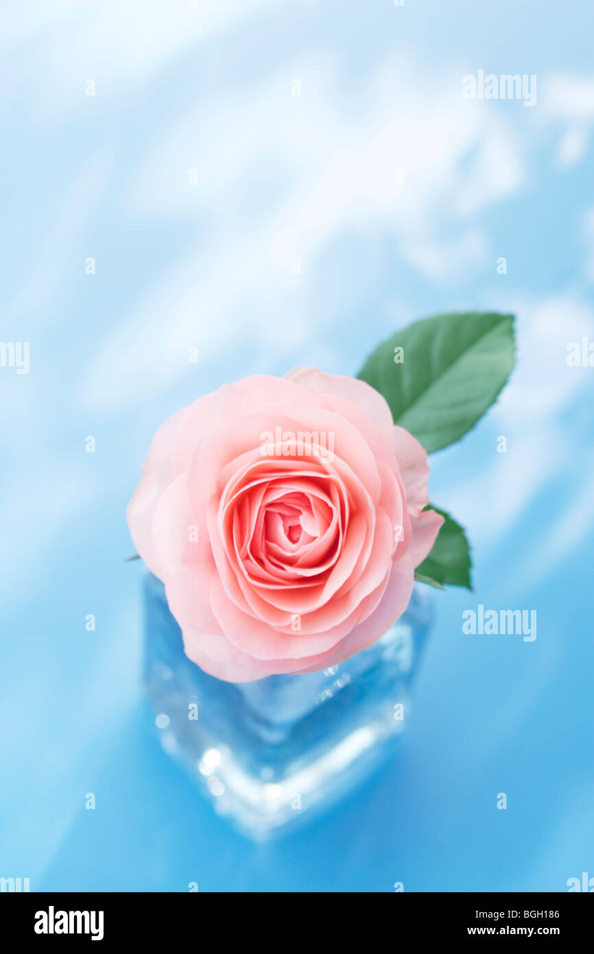 Vase of pink rose blue background Stock Photo - Alamy