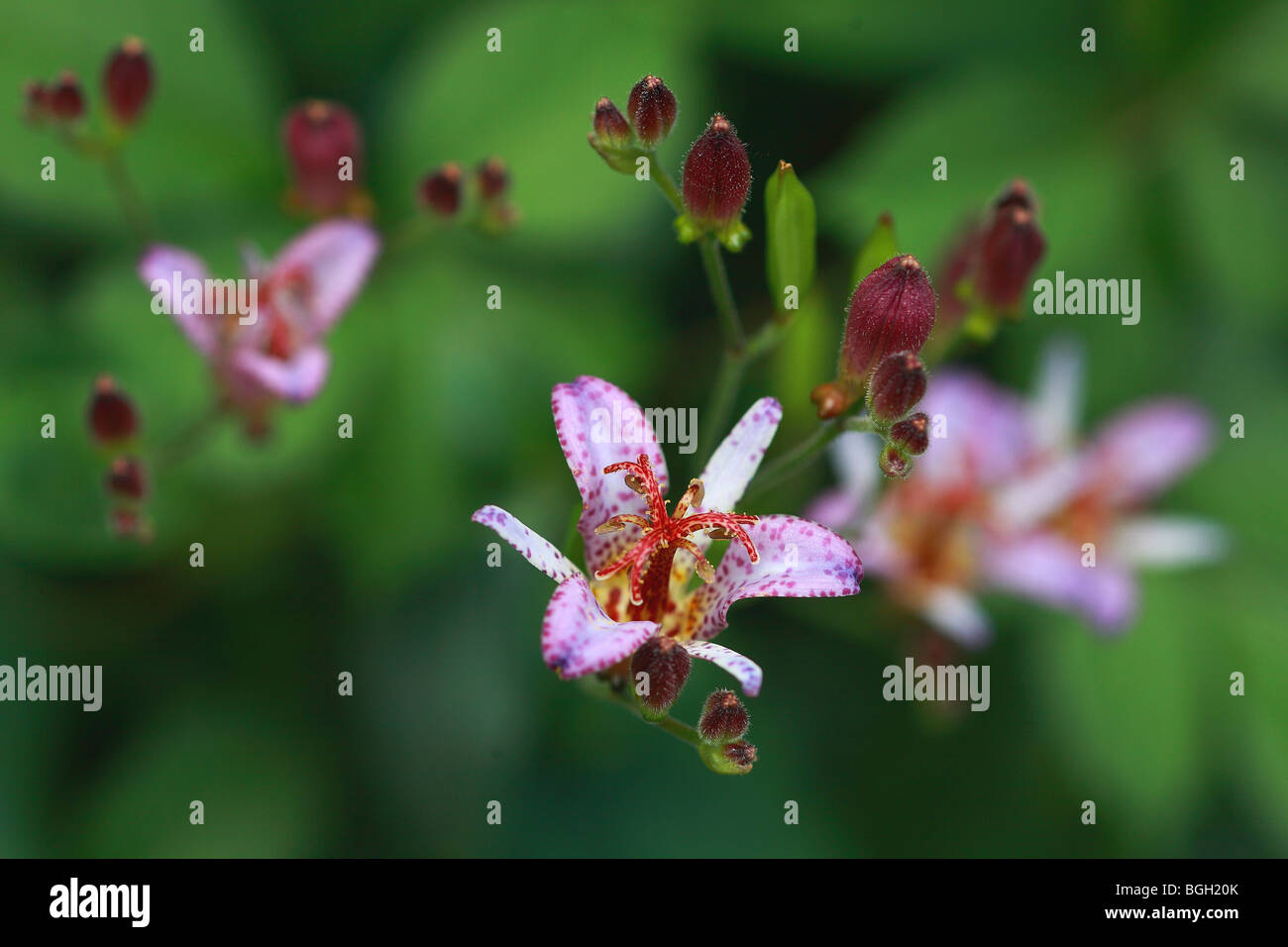 Small purple spotted flower Stock Photo - Alamy