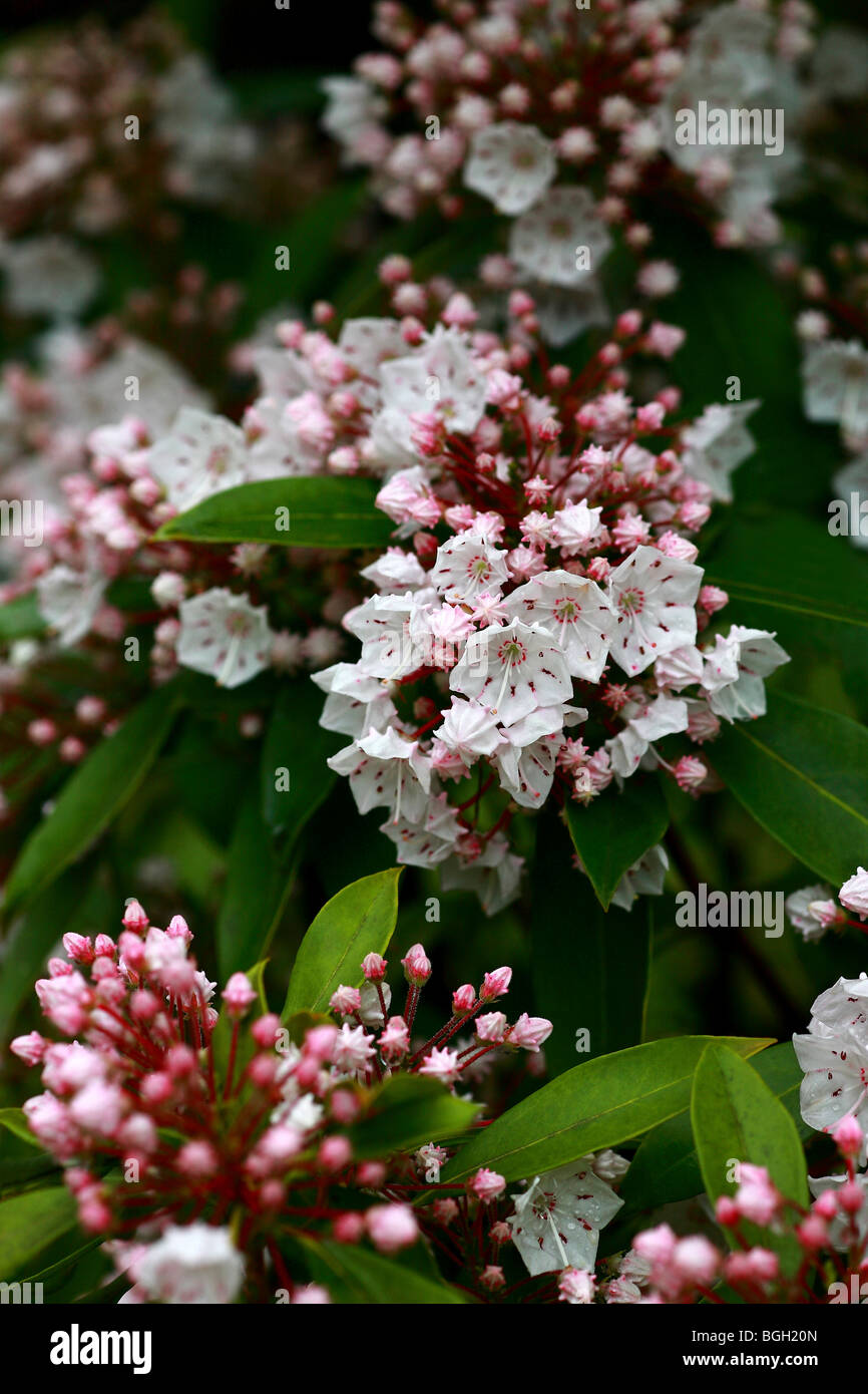 White kalmia hi-res stock photography and images - Alamy