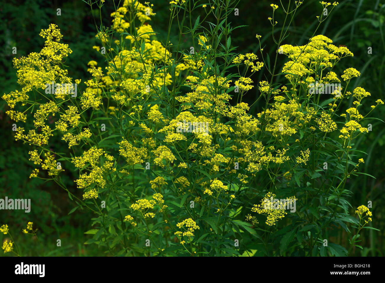 Patrinia hi-res stock photography and images - Alamy