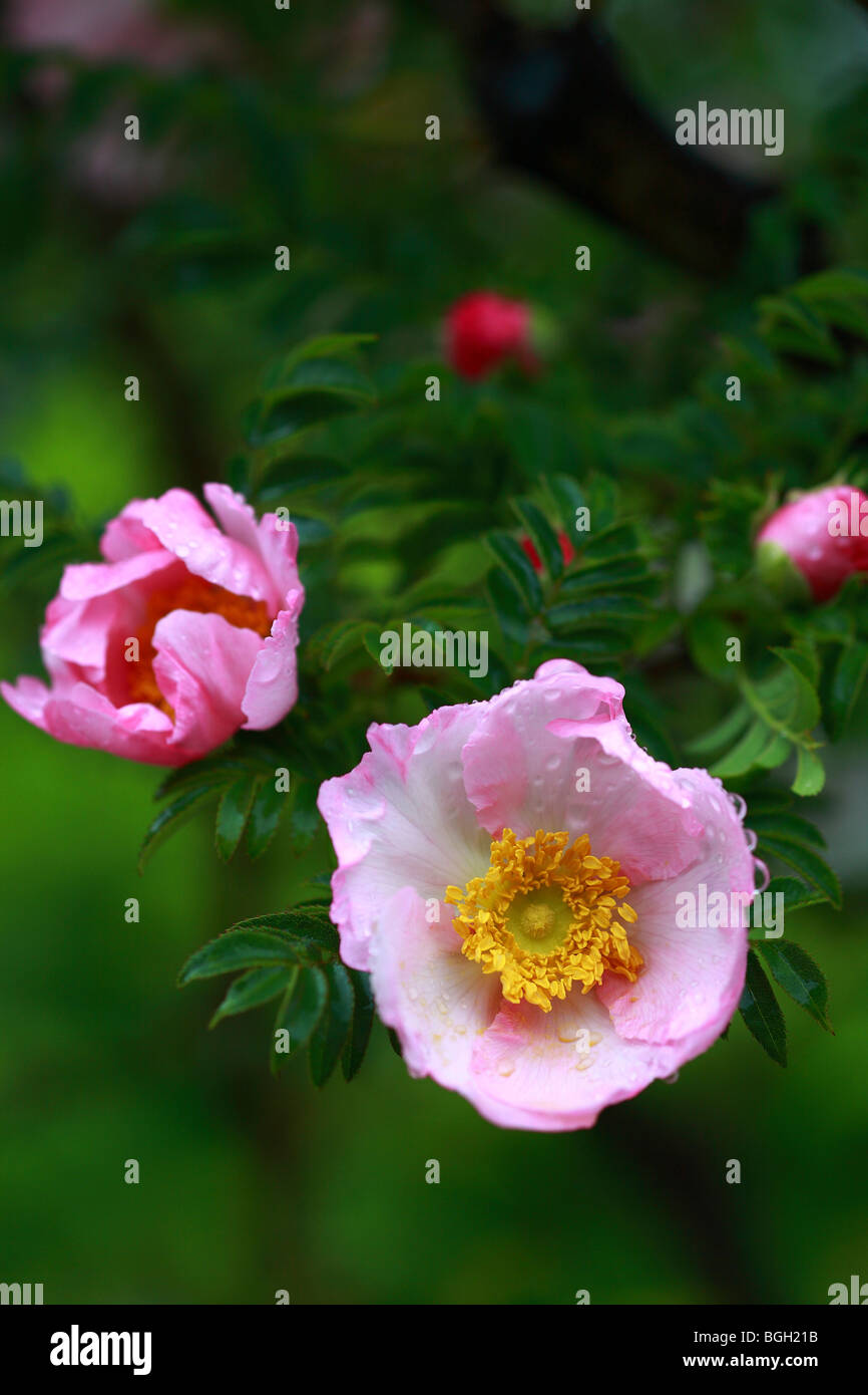 Prickly ash rose Stock Photo - Alamy