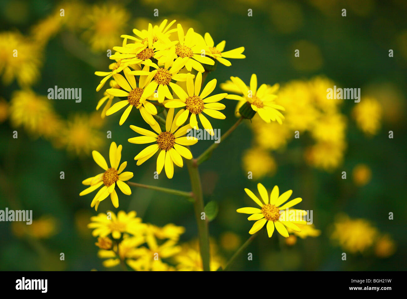Japanese silver leaf Stock Photo - Alamy