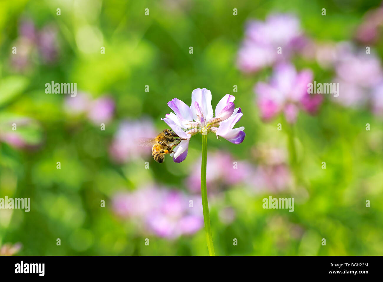Purple milk vetch hi-res stock photography and images - Alamy
