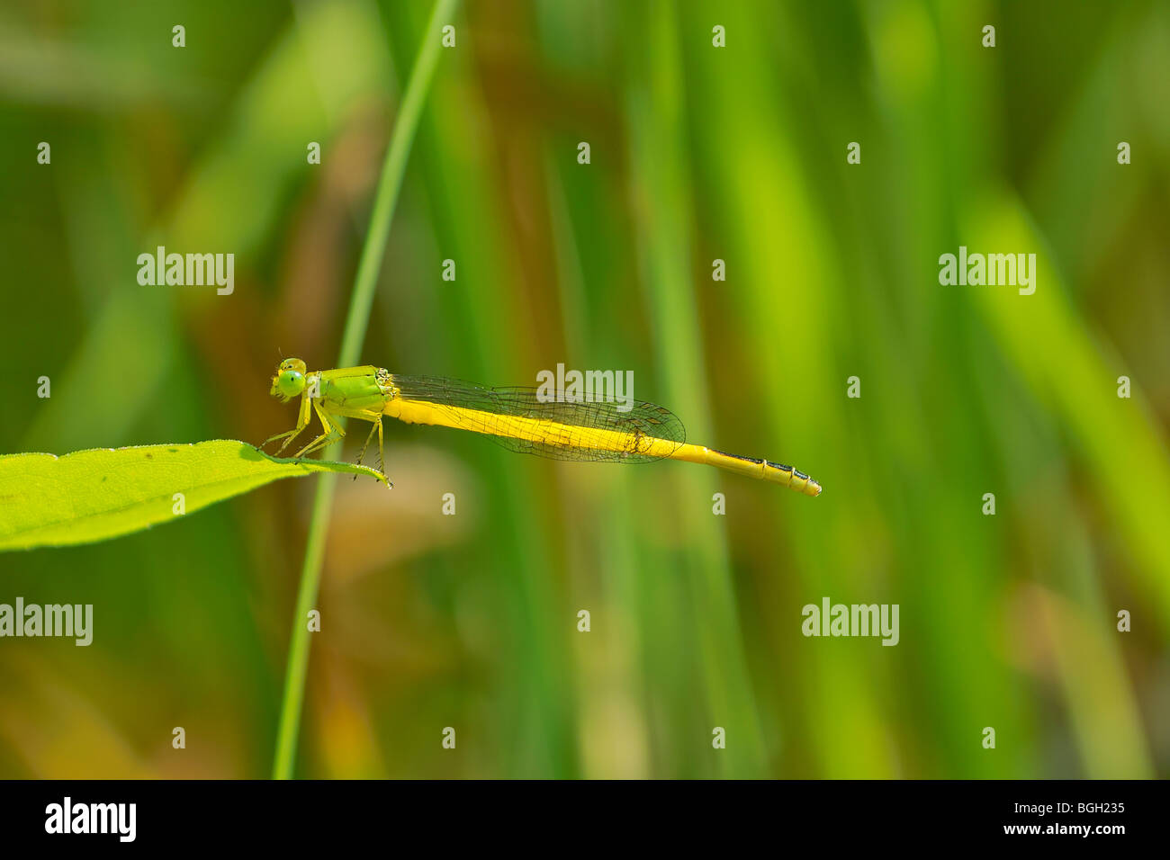 Yellow Damselfly dragonfly (Ceriagrion coromandelianum Stock Photo - Alamy