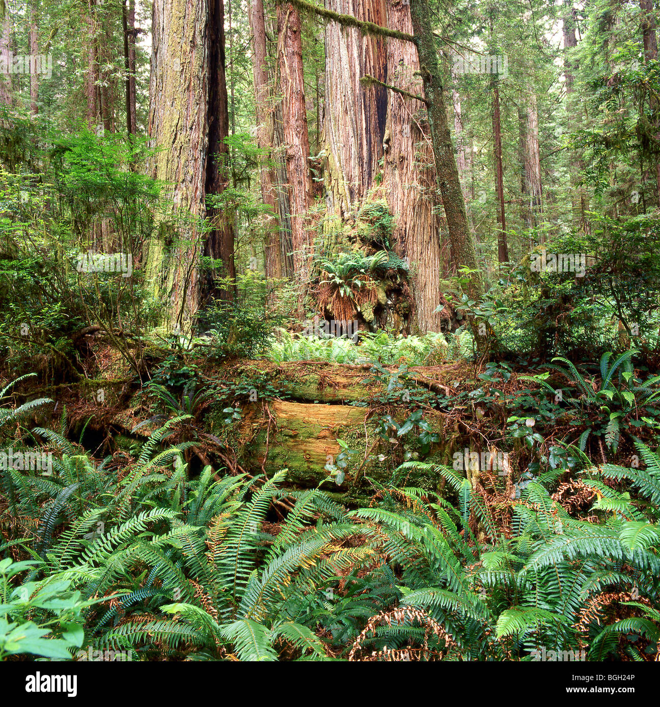 Redwood forest at Jedediah Smith State park in California Stock Photo ...