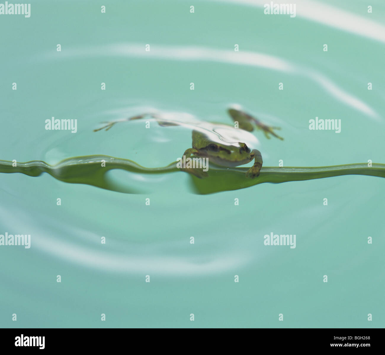 Overhead view frog on green hi-res stock photography and images - Alamy