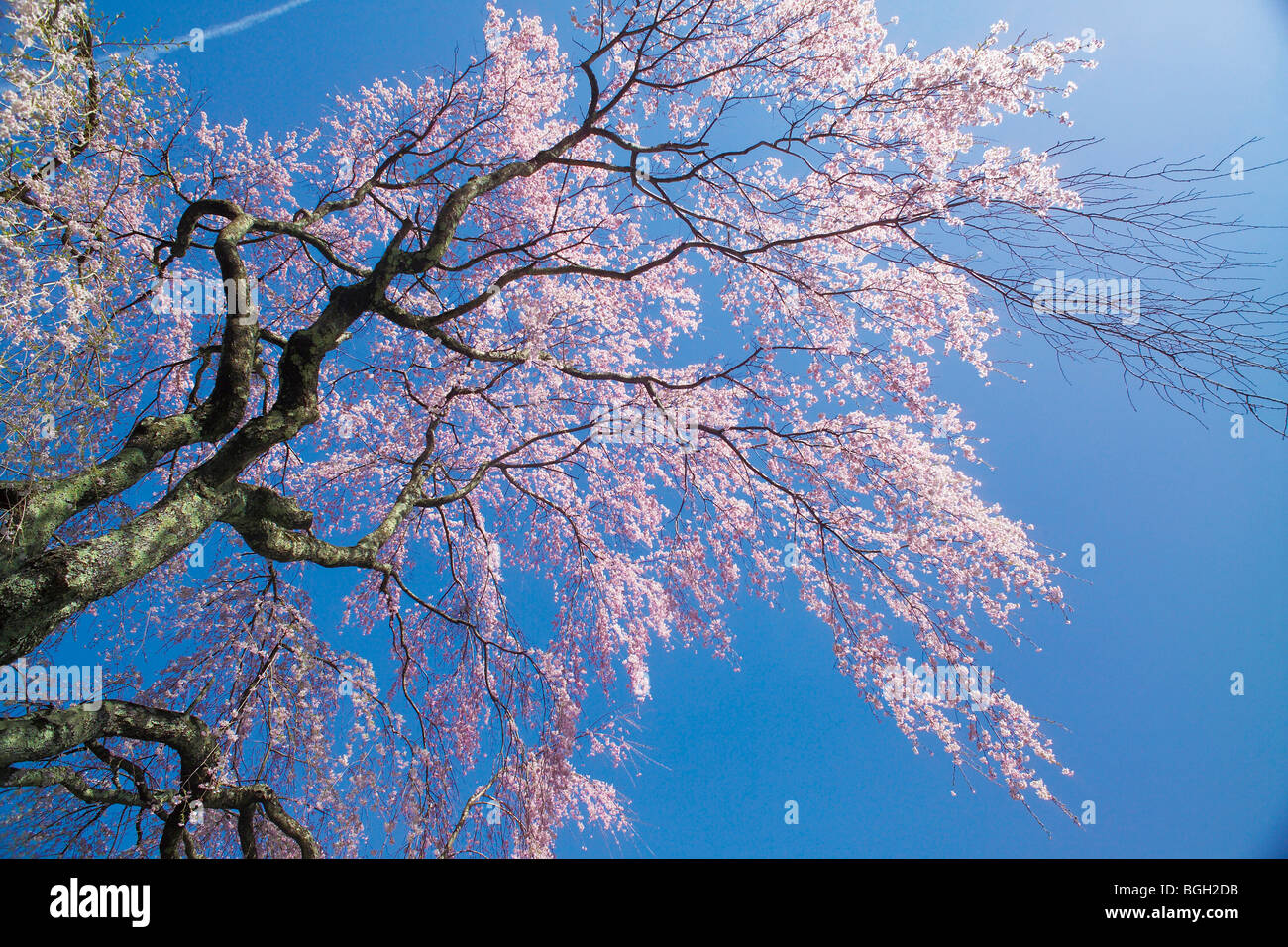 Weeping Higan Cherry Tree Stock Photo - Alamy