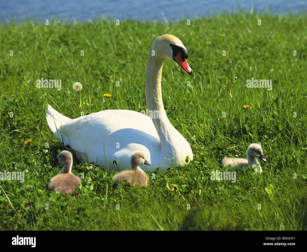 Swan sitting with offspring Stock Photo - Alamy