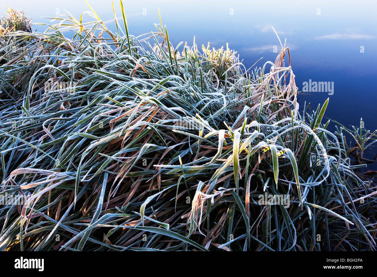 Riverbank grass grasses hi-res stock photography and images - Alamy