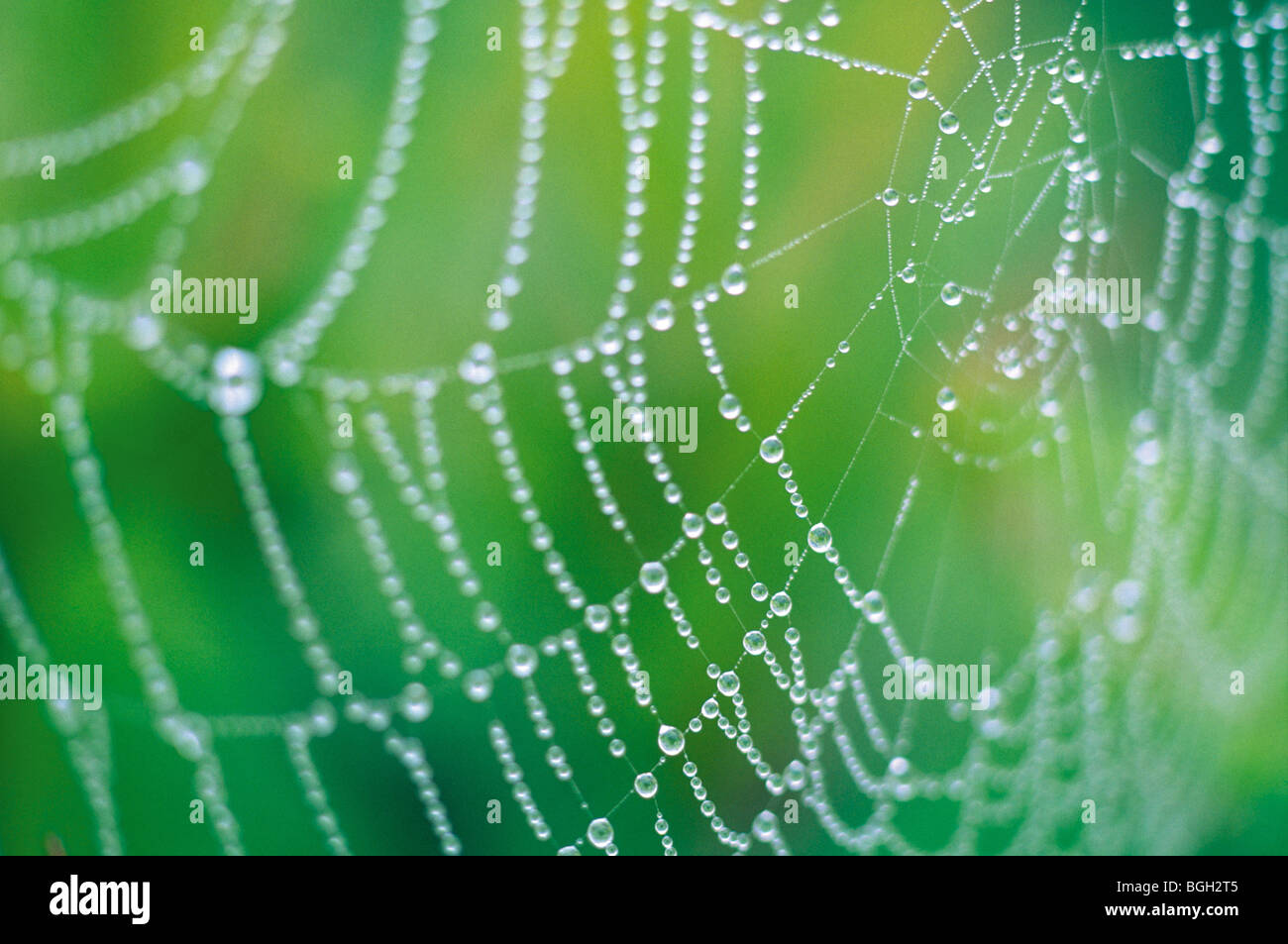 Cobwebs in nature hi-res stock photography and images - Alamy