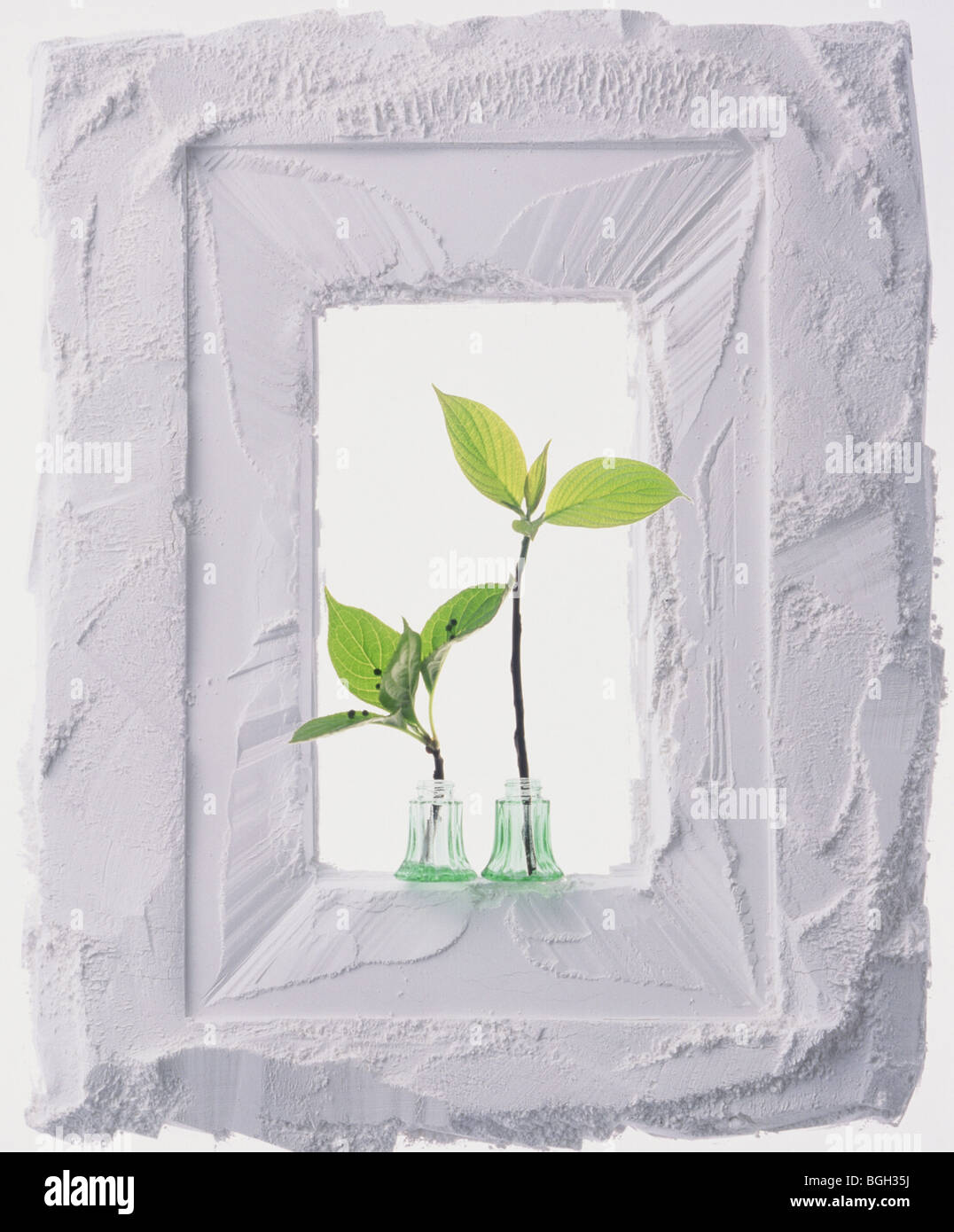 Growing frameworks hi-res stock photography and images - Alamy