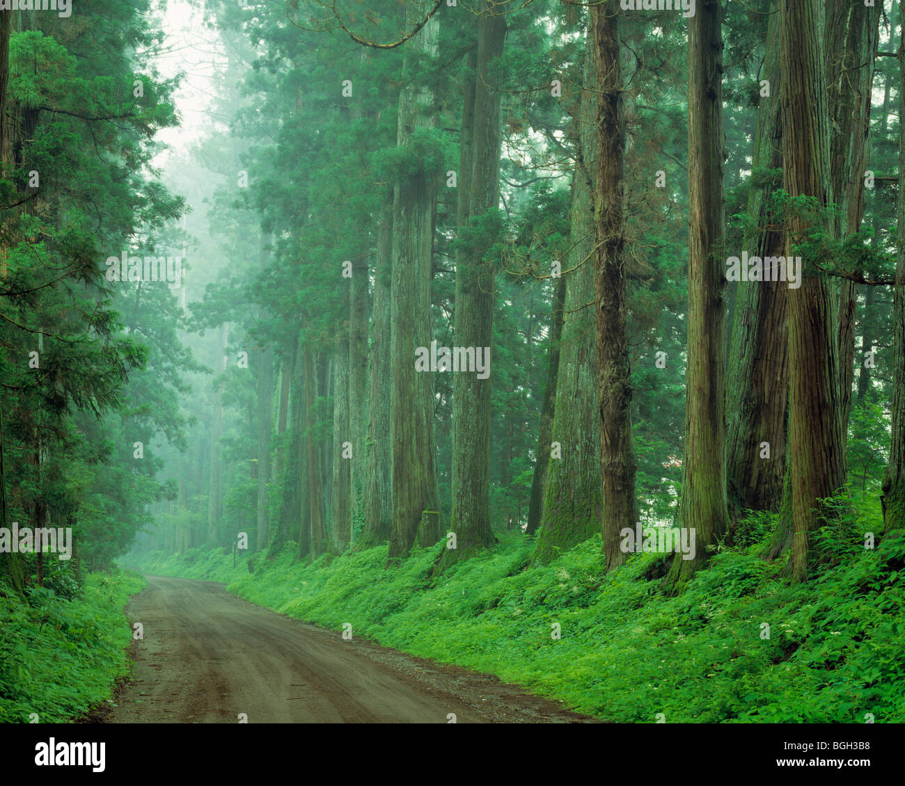 Mist in the japanese cedar forest hi-res stock photography and images ...