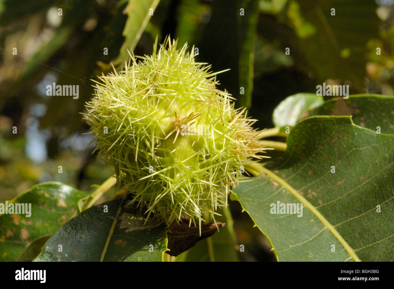 Castanea sativa sweet chestnut hi-res stock photography and images - Alamy
