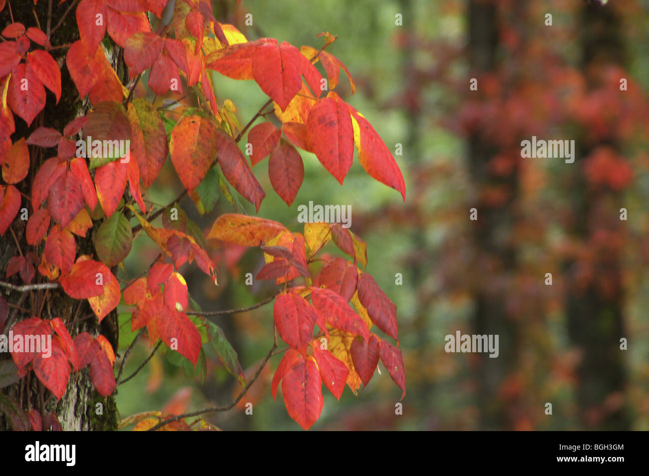 Poison ivy autumn color hi-res stock photography and images - Alamy