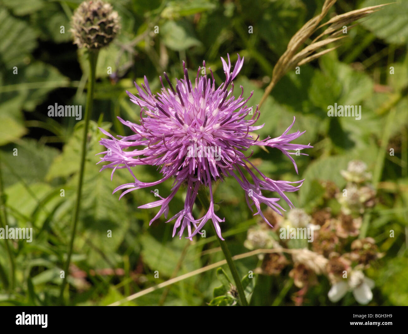 Greater Knapweed, centaurea scabiosa Stock Photo - Alamy