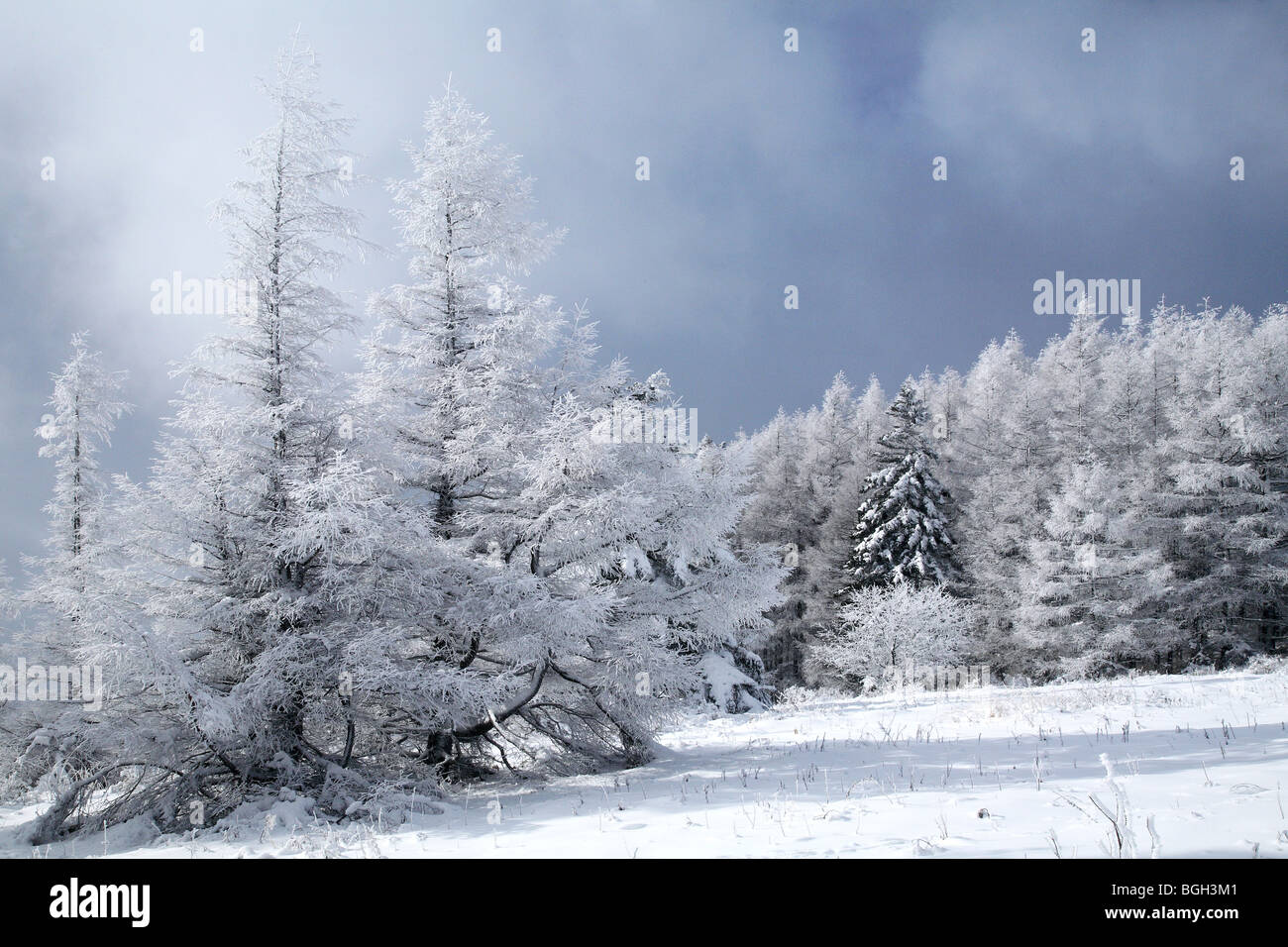 Forest covered in snow, Utsukushigahara, Nagano Prefecture, Japan Stock ...