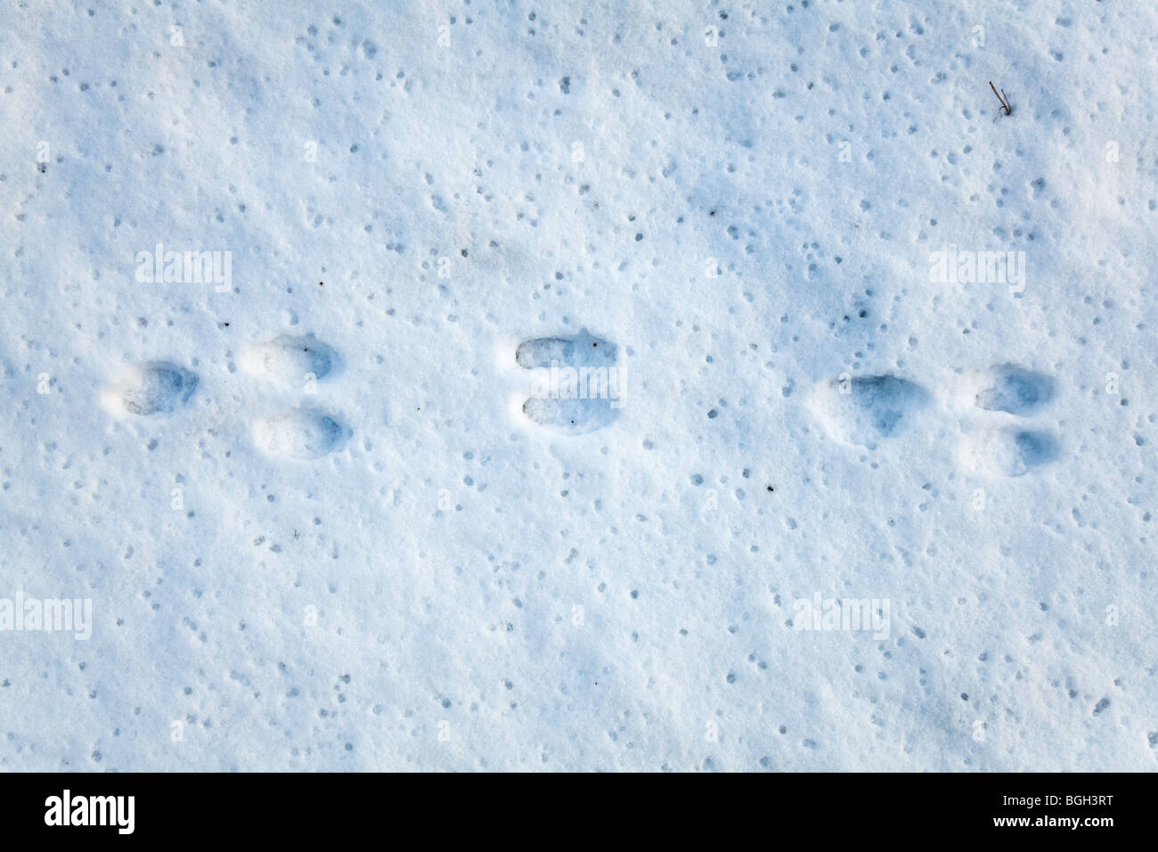 Rabbit footprint hi-res stock photography and images - Alamy