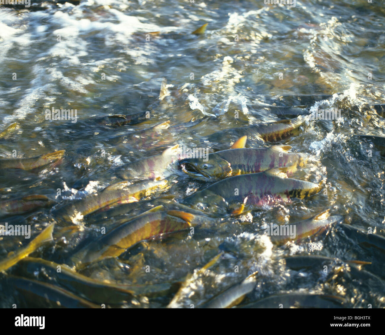 Salmon swimming upstream Stock Photo - Alamy