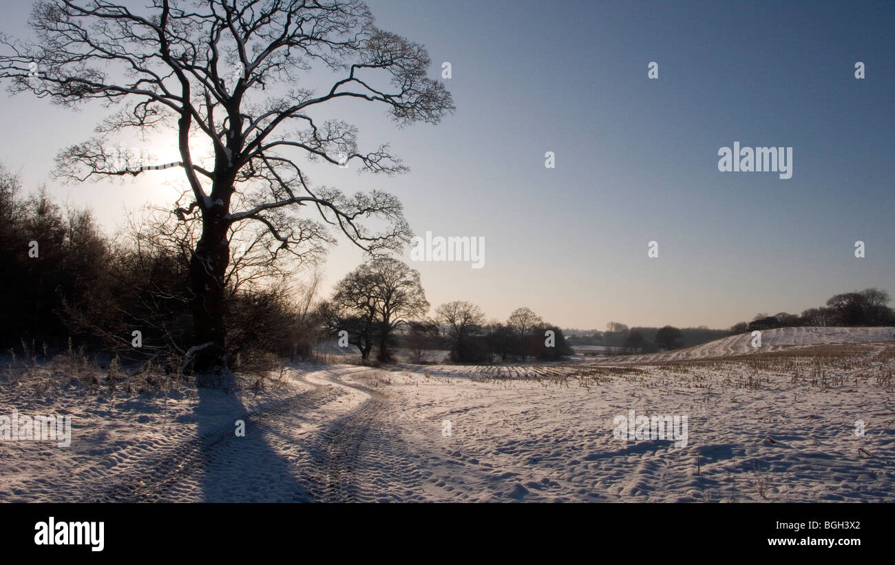 British english trees nobody uk weather shadow view scenic hi-res stock ...