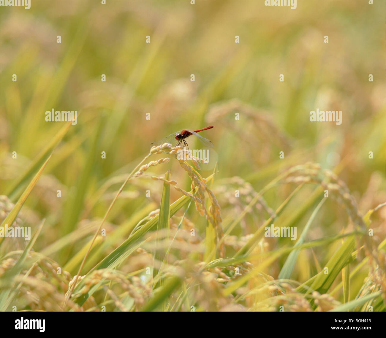 Red dragonfly in a rice field Stock Photo - Alamy