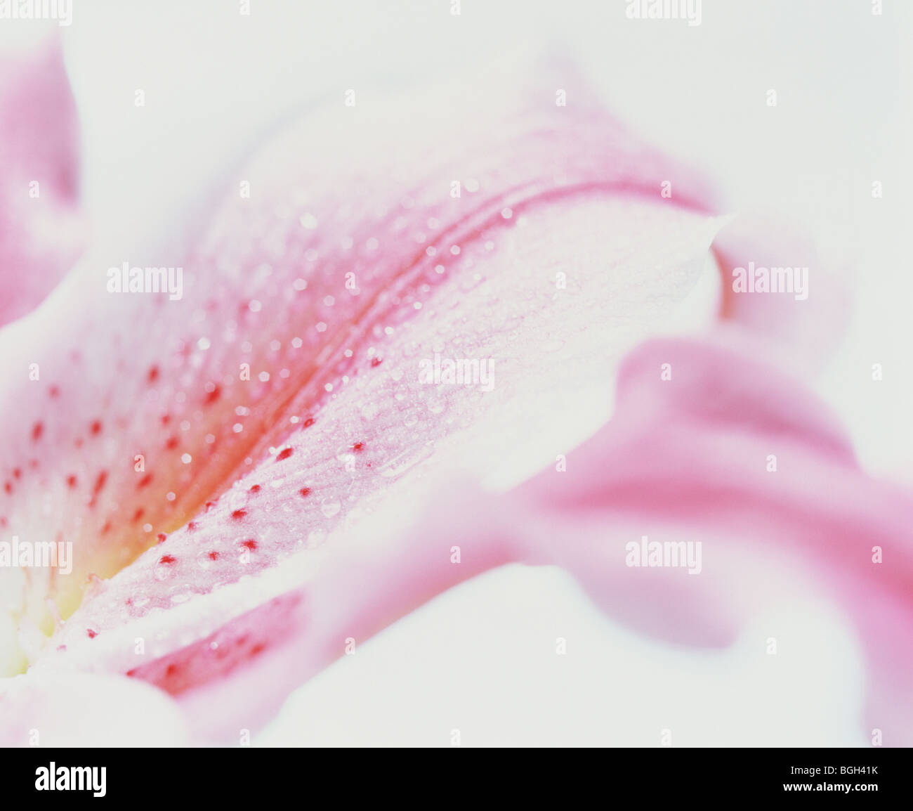 Pink spotted lily petal Stock Photo - Alamy