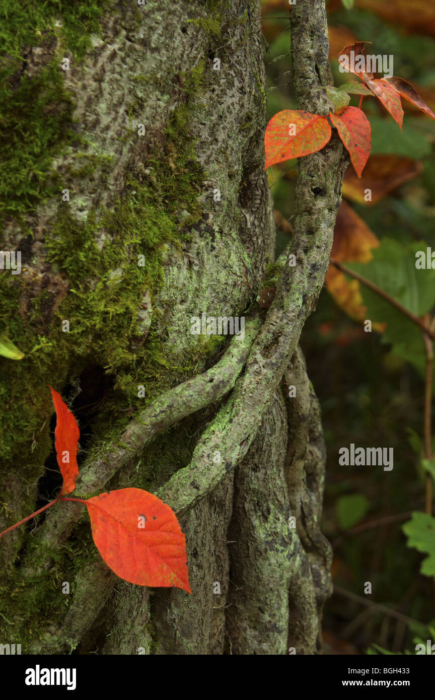 Poison ivy on a tree trunk Stock Photo - Alamy