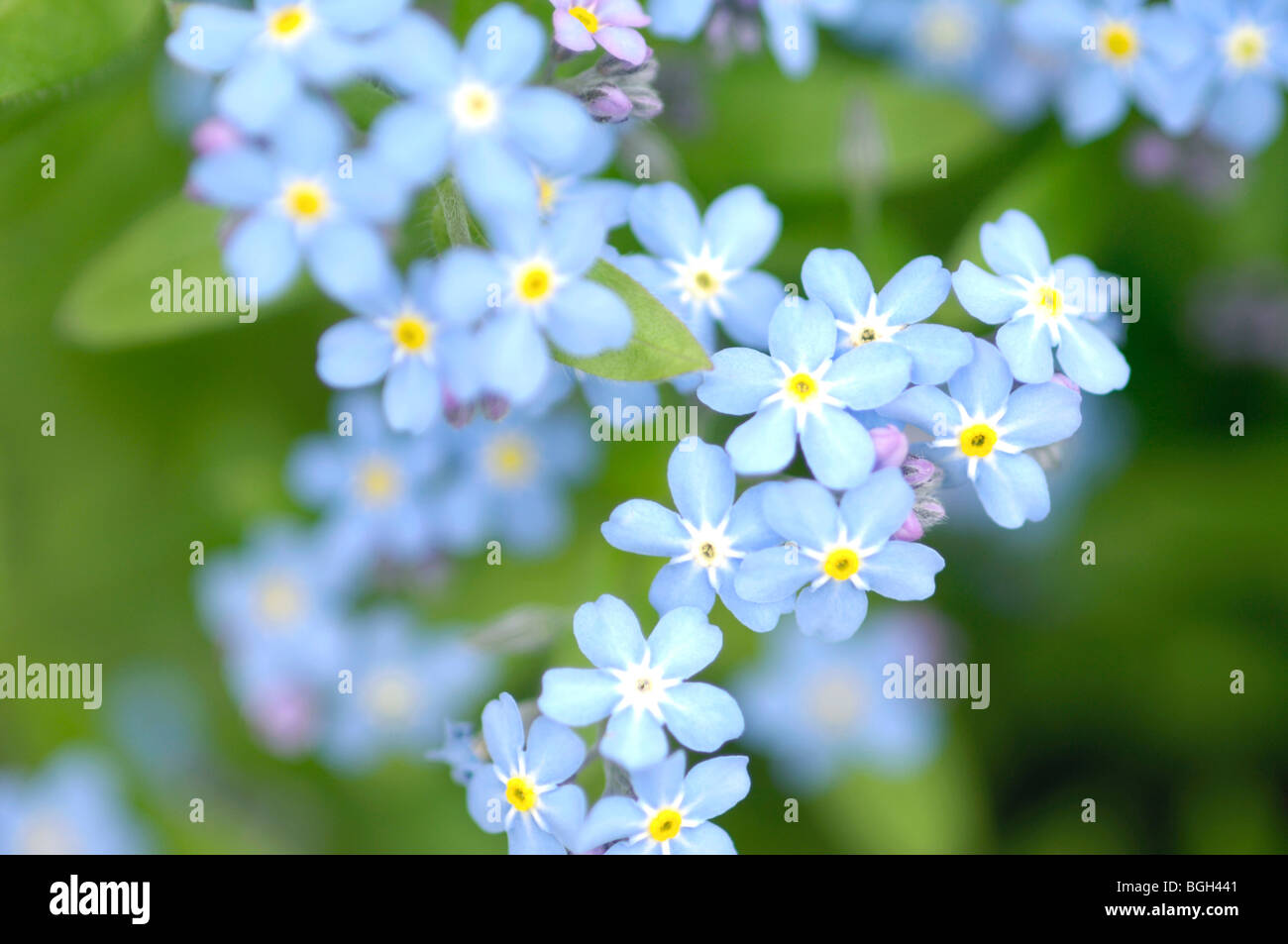 Blue forget nots in hi-res stock photography and images - Alamy