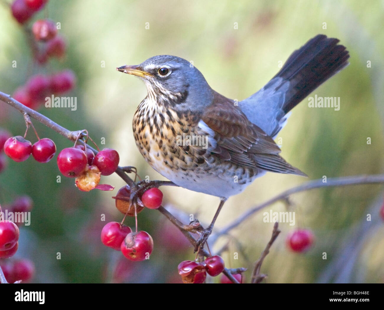 Fieldfare (turdus pilaris) on Malus Red Sentinel (Crab Apple Tree Stock ...