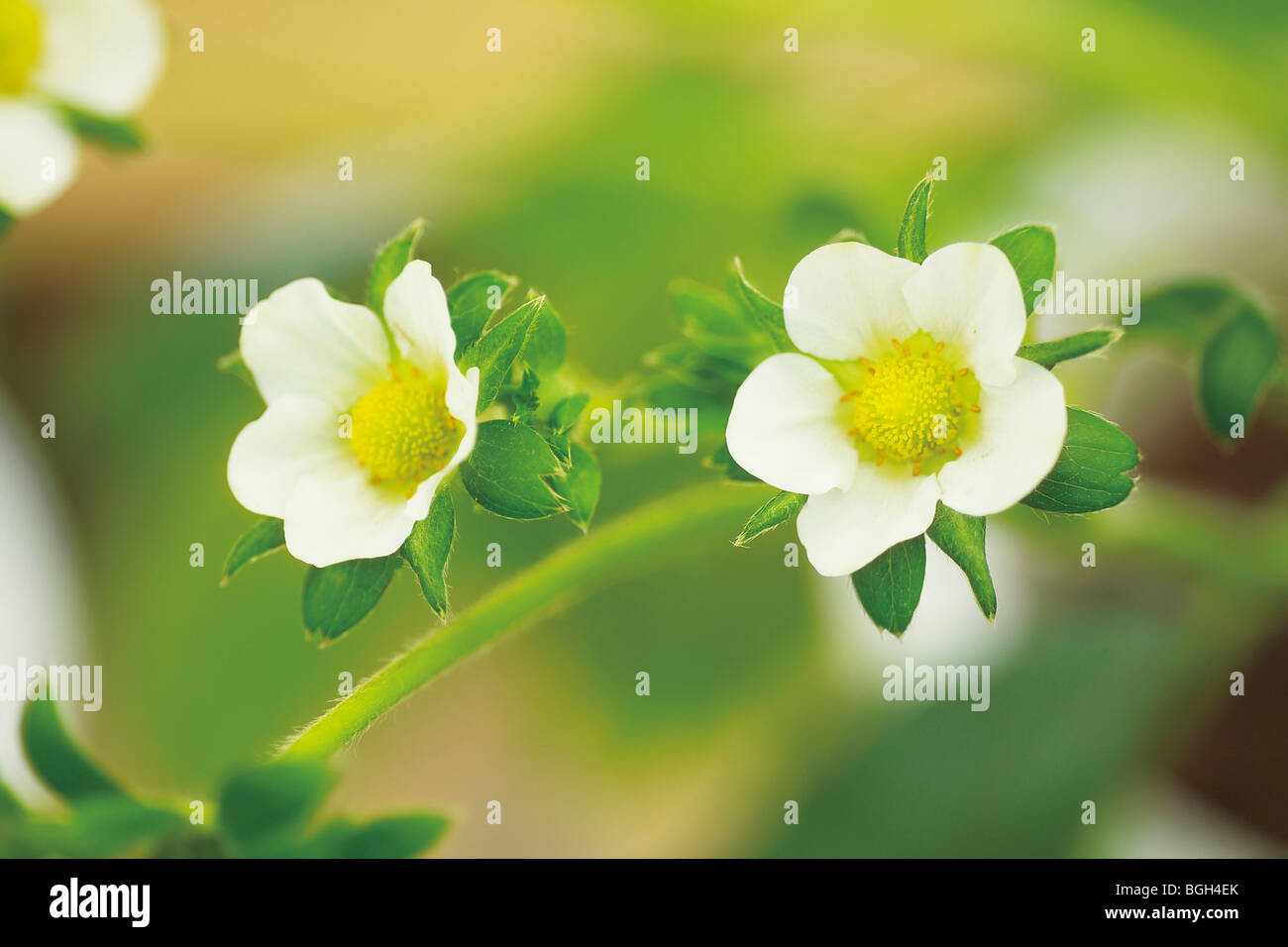 Strawberry plants white flowers hi-res stock photography and images - Alamy