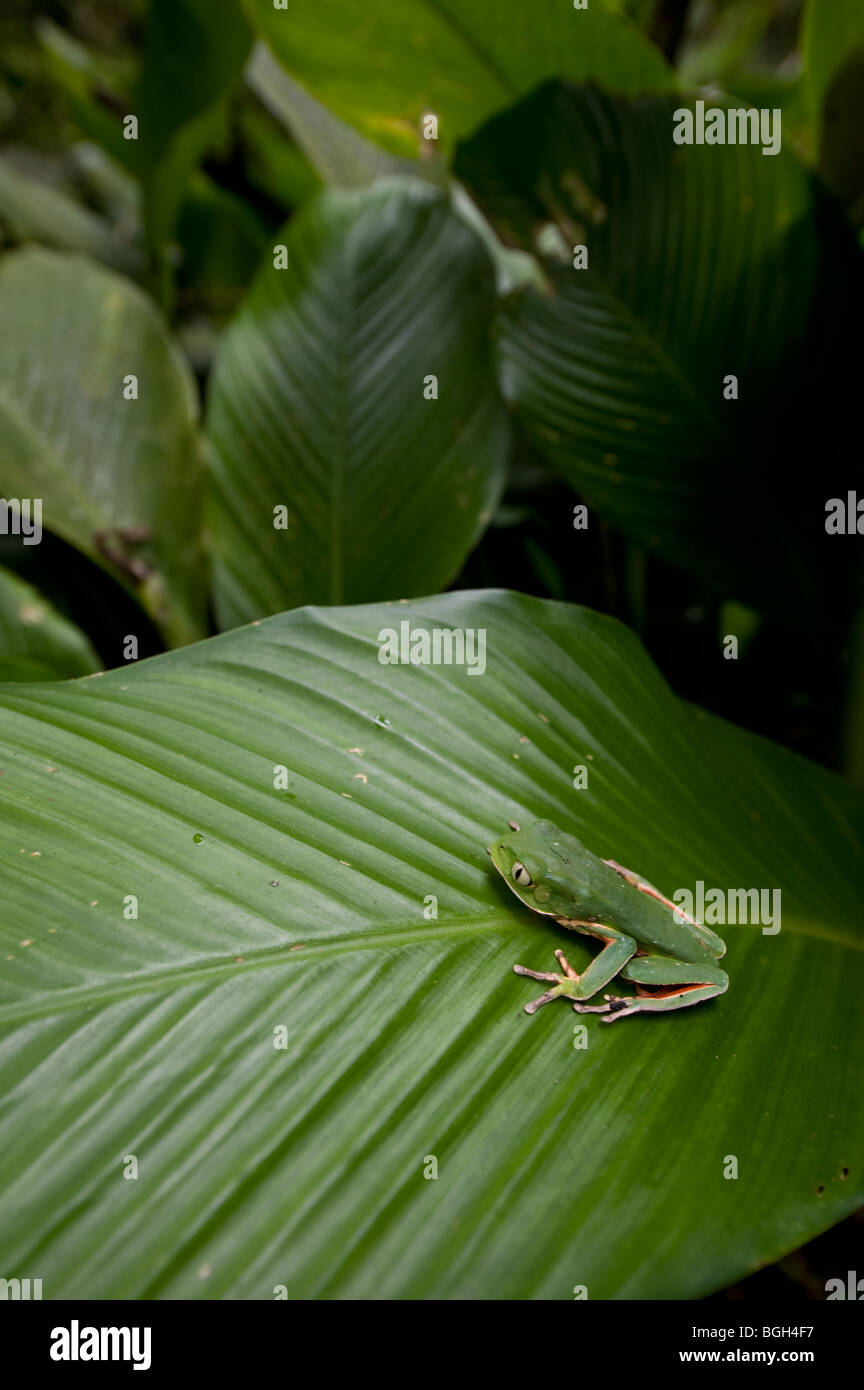 A tree-frog in the Atlantic Rainforest Stock Photo - Alamy