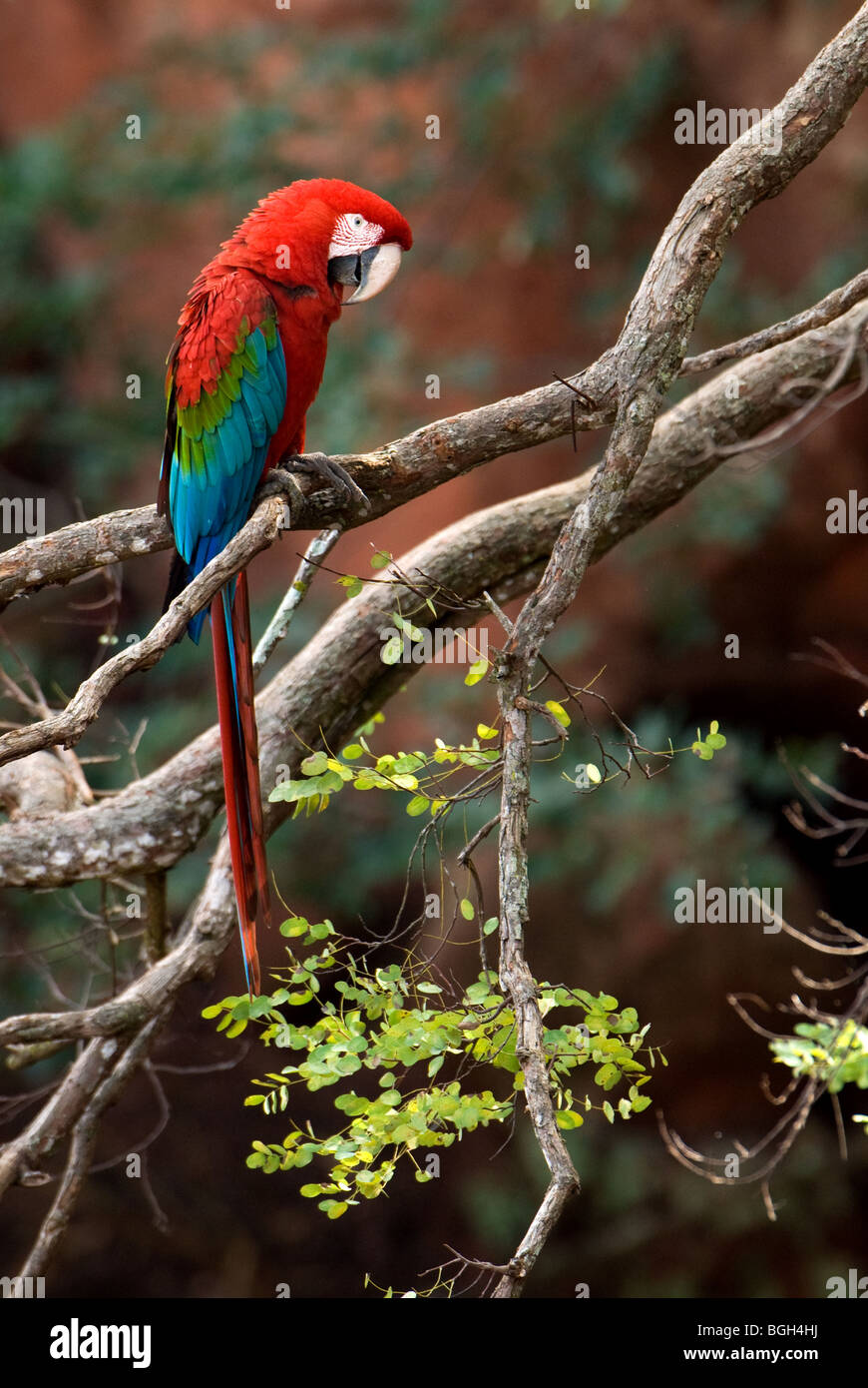 Macaw amazon rainforest brazil hi-res stock photography and images - Alamy