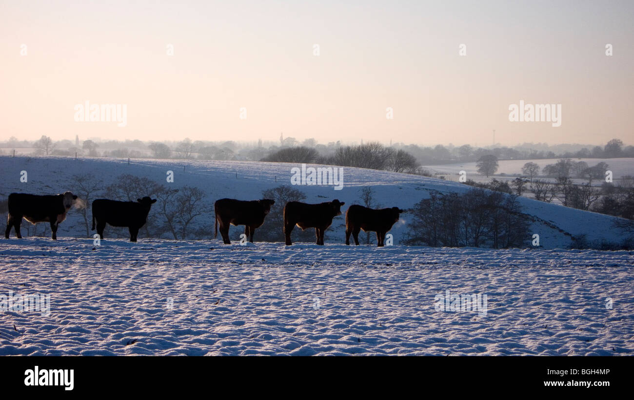 English landscape cows hi-res stock photography and images - Alamy
