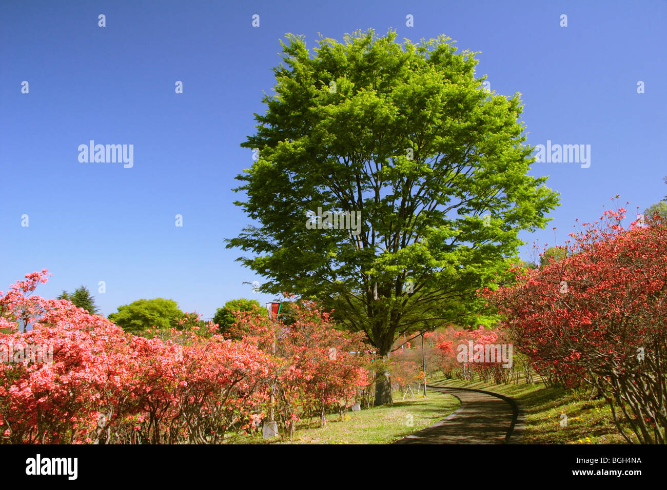 Azalea japan hi-res stock photography and images - Alamy