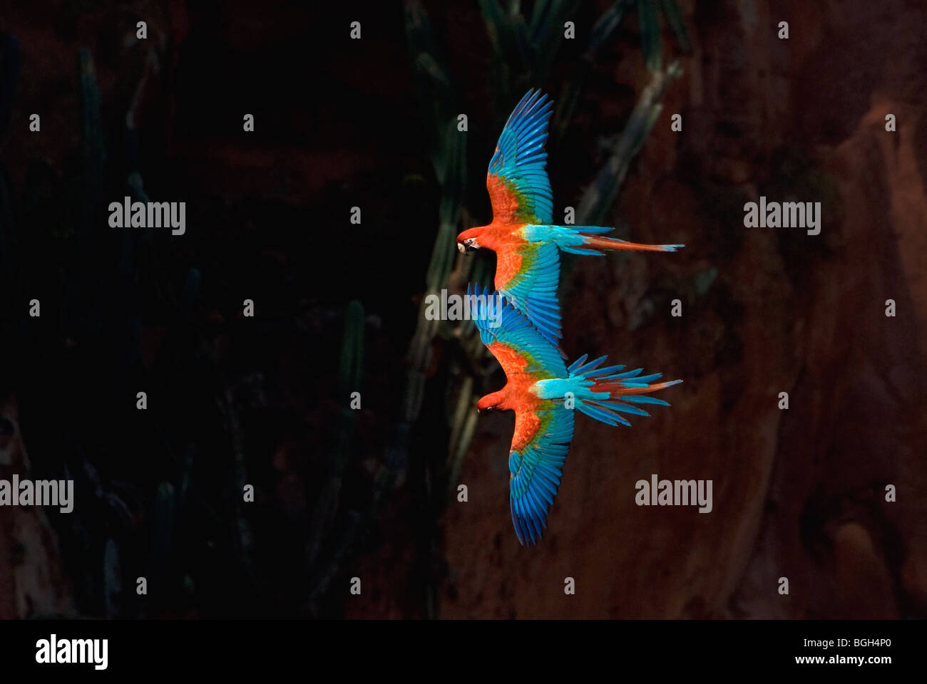 Macaw amazon rainforest brazil hi-res stock photography and images - Alamy