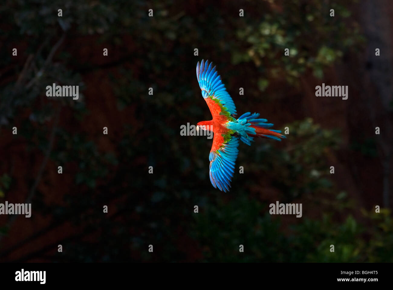 Macaw amazon rainforest brazil hi-res stock photography and images - Alamy