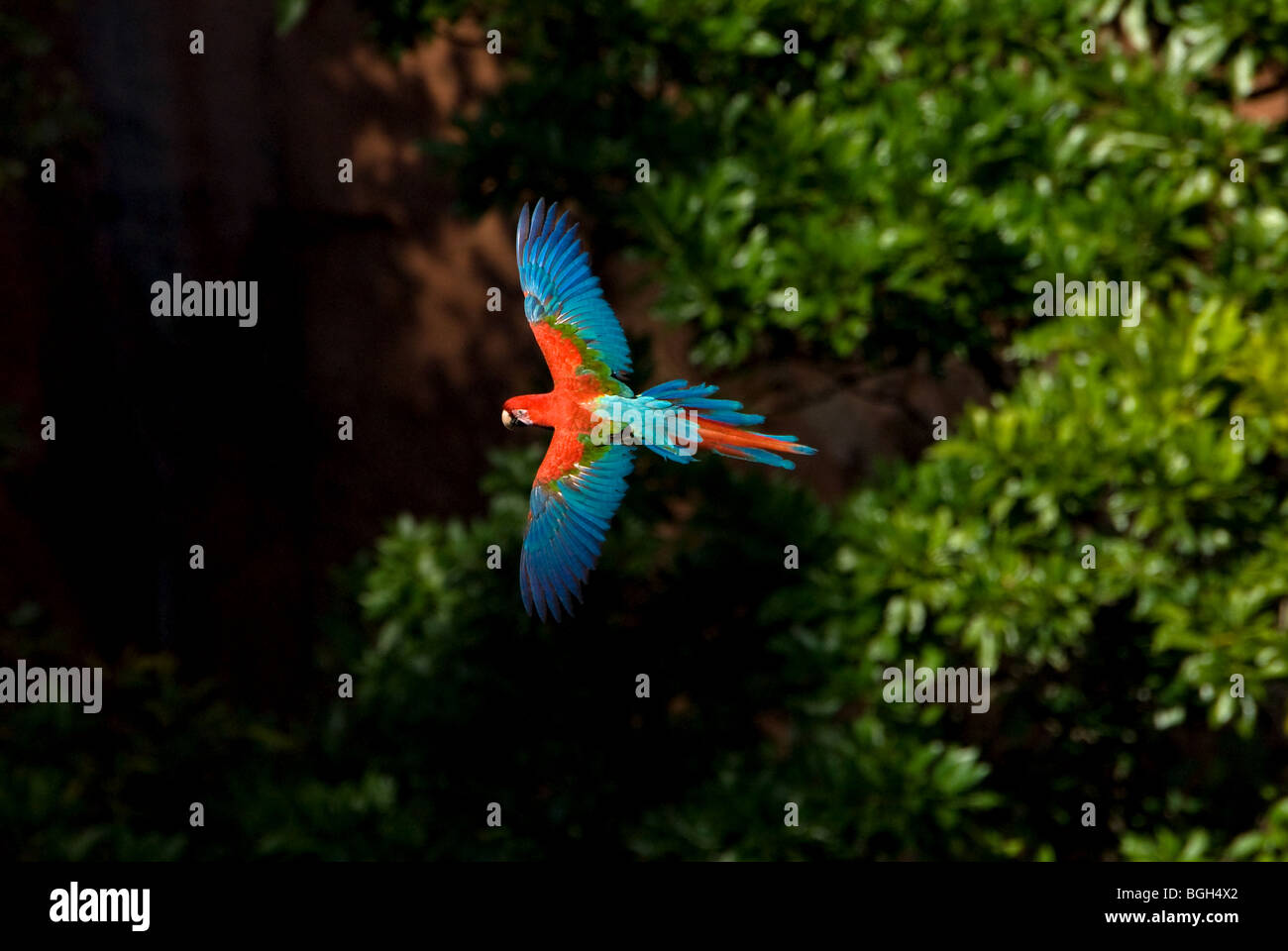 Macaw amazon rainforest brazil hi-res stock photography and images - Alamy