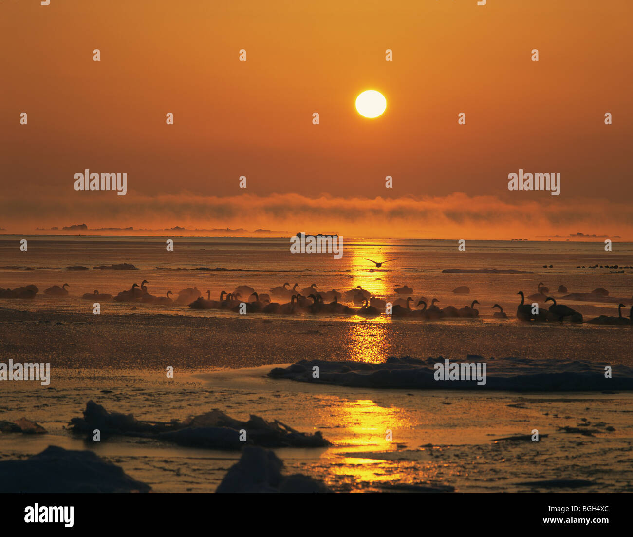 Shibetsu hi-res stock photography and images - Alamy